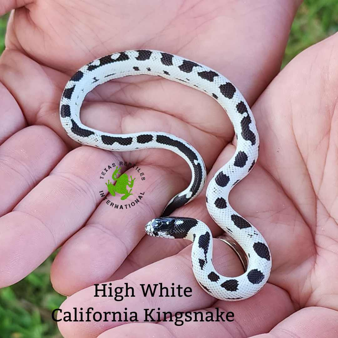 White King Snake