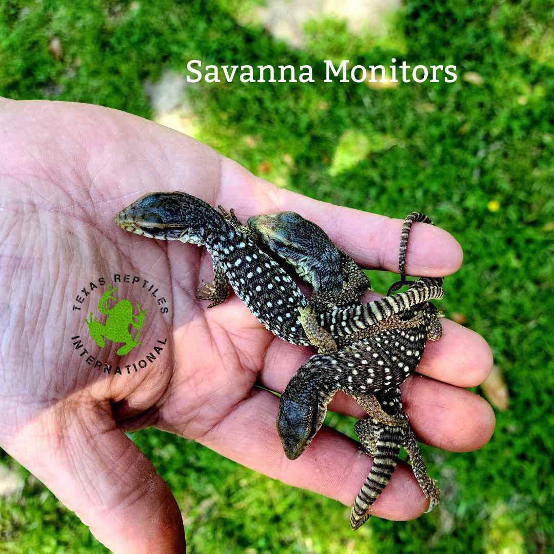 Savannah Monitor
