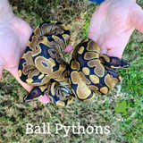 Snakes - Ball Python Morphs - Texas Reptiles International