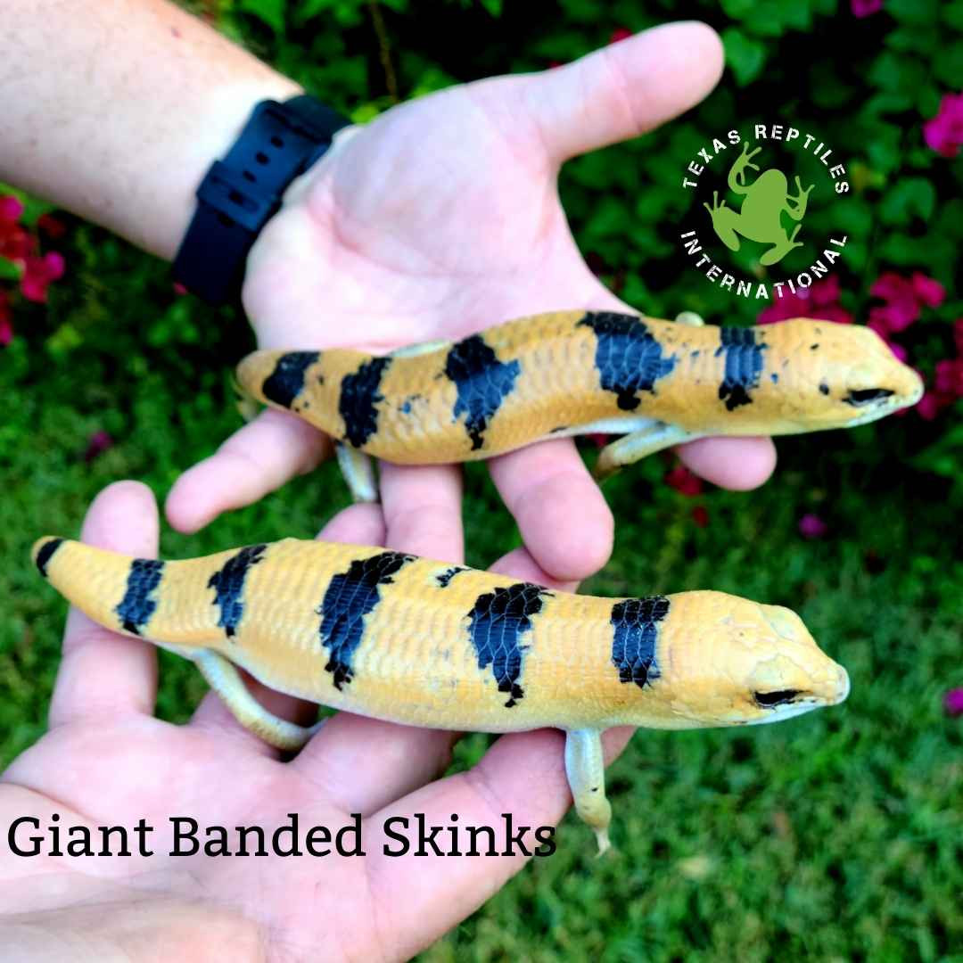 Lizards - Skinks - Texas Reptiles International