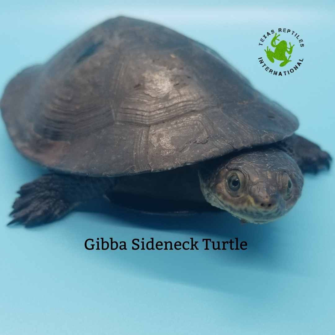 Turtles and Tortoises - Page 1 - Texas Reptiles International