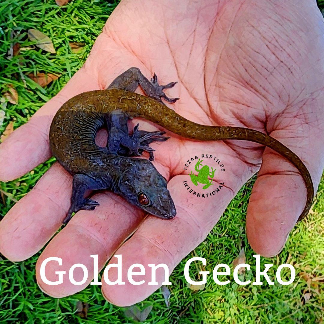 Lizards - Geckos - Texas Reptiles International