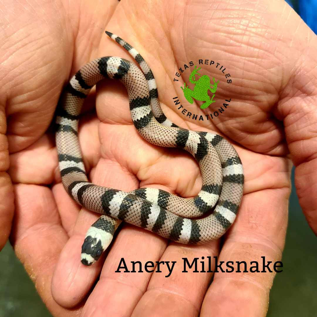 Snakes - Kingsnakes & Milksnakes - Page 1 - Texas Reptiles International