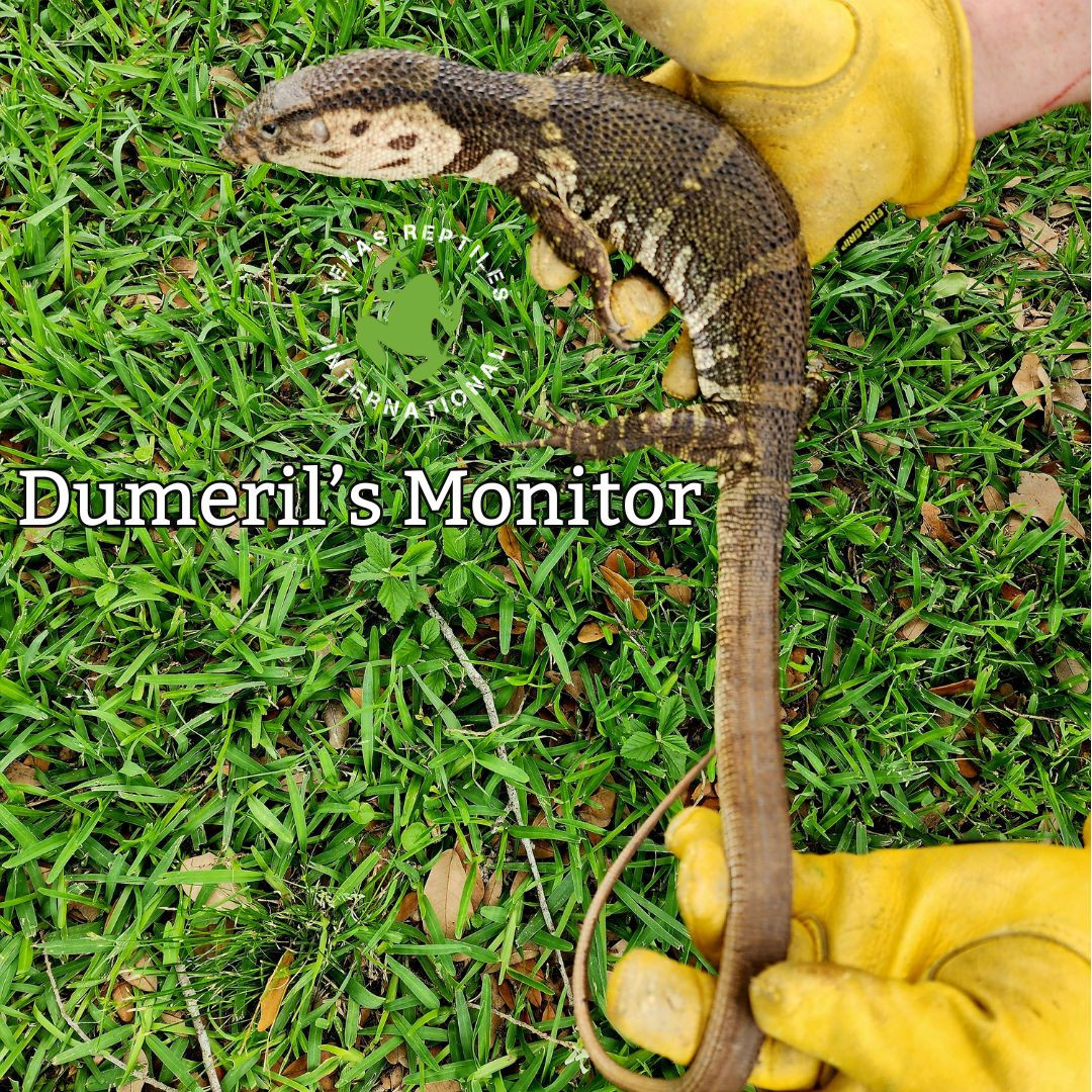 Lizards - Monitors - Texas Reptiles International