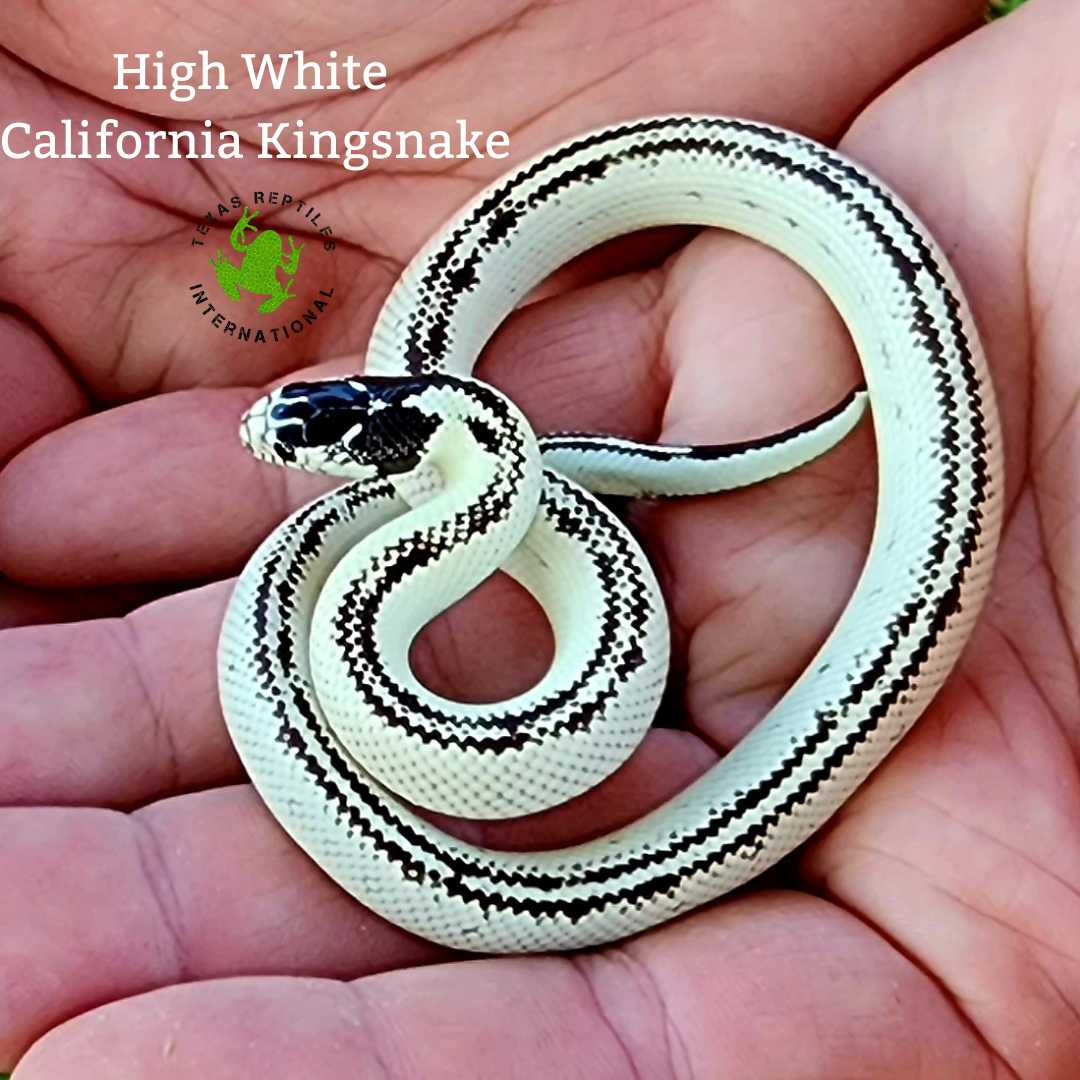 Texas Reptiles International