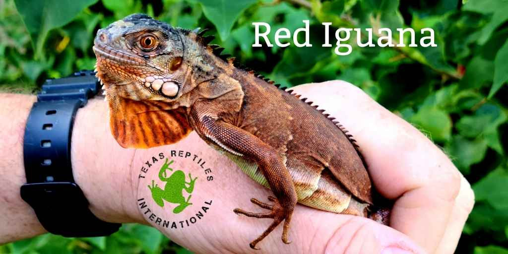 Lizards - Iguanids - Texas Reptiles International