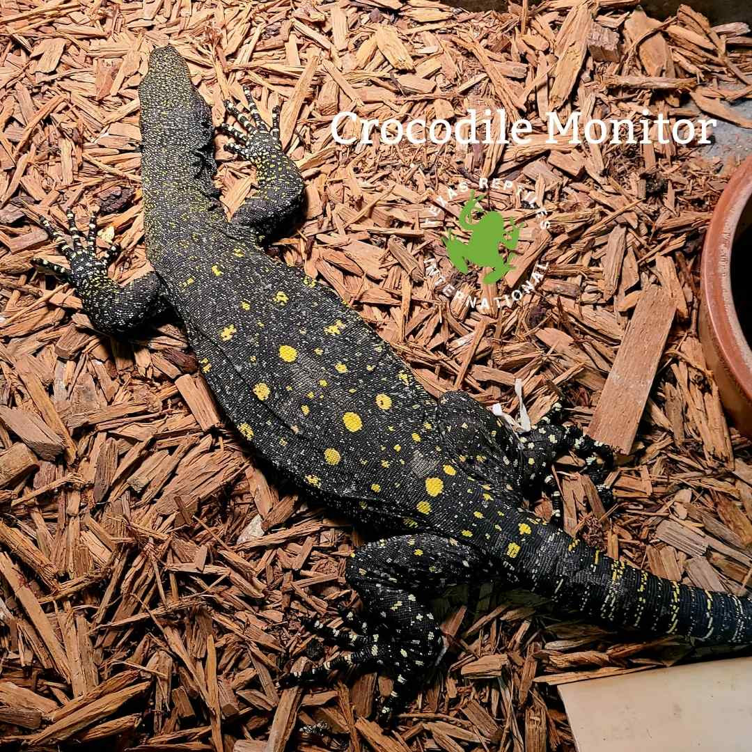 Lizards - Monitors - Texas Reptiles International