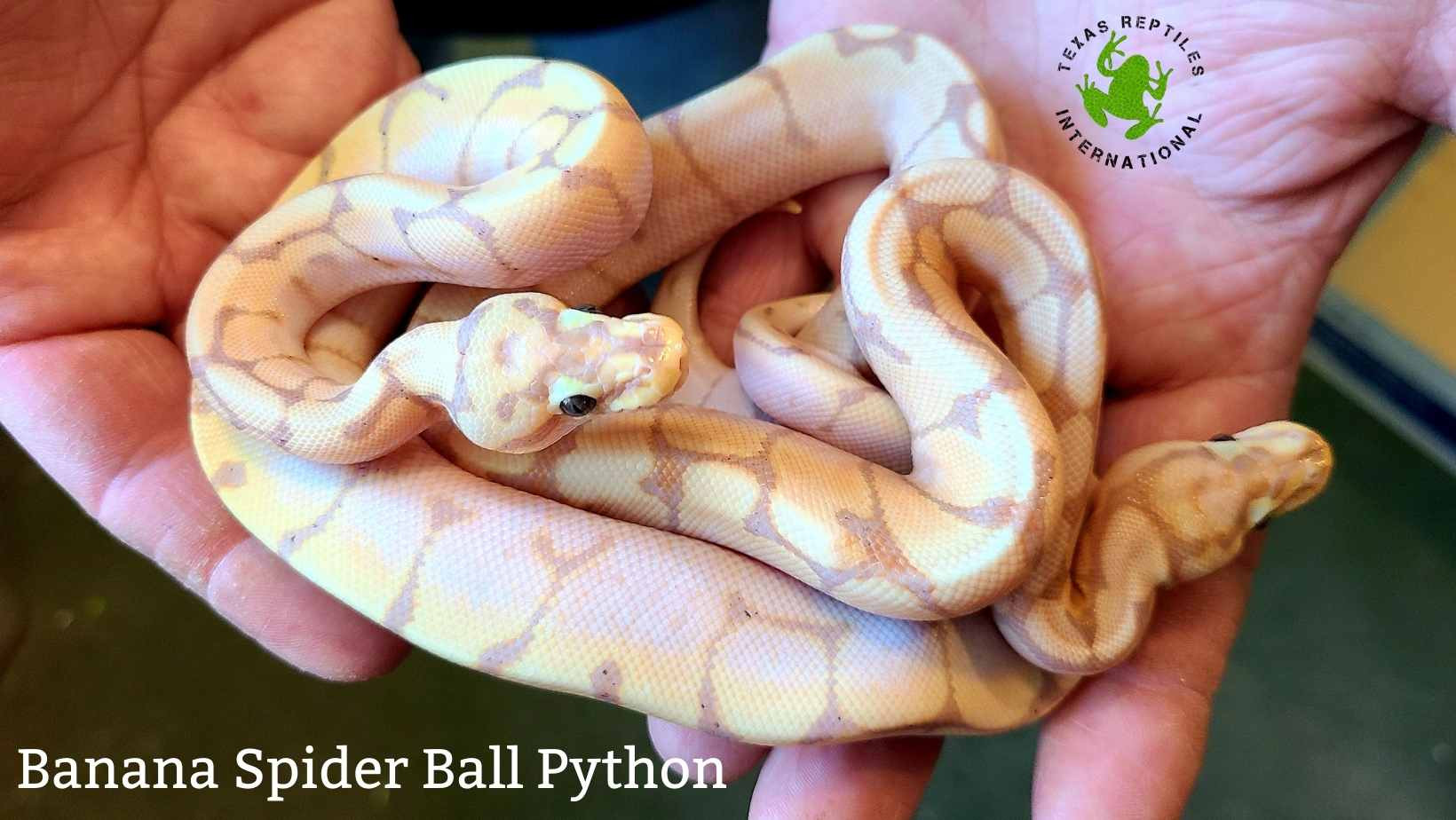 Snakes - Ball Python Morphs - Texas Reptiles International