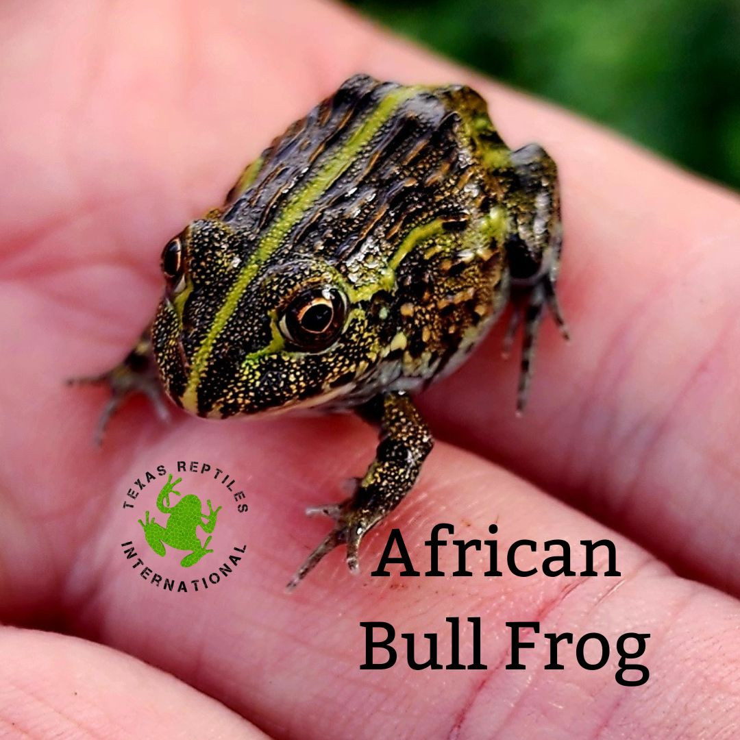 Frogs and Toads - Miscellaneous Frogs & Toads - Page 1 - Texas Reptiles ...