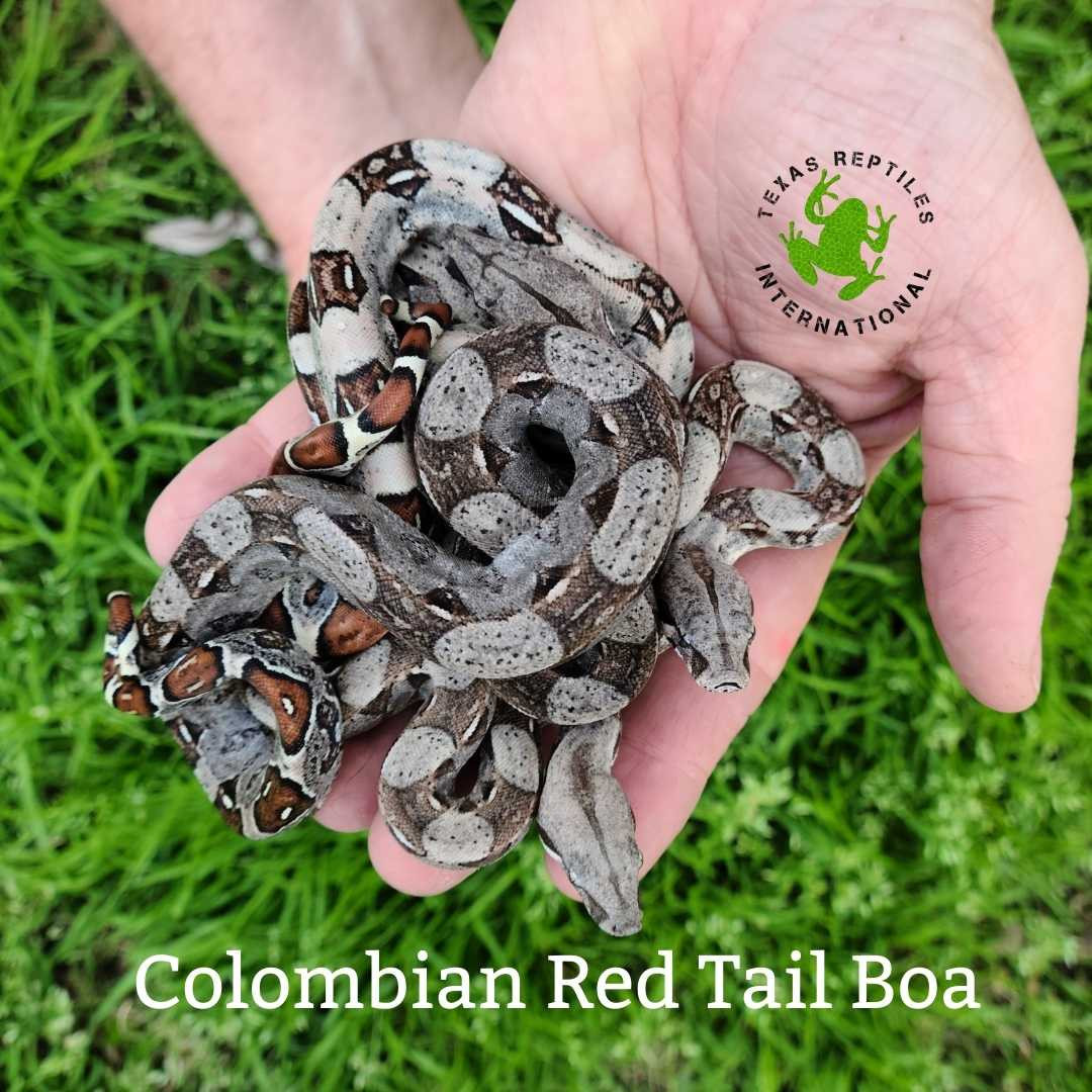 Snakes - Boas - Page 1 - Texas Reptiles International