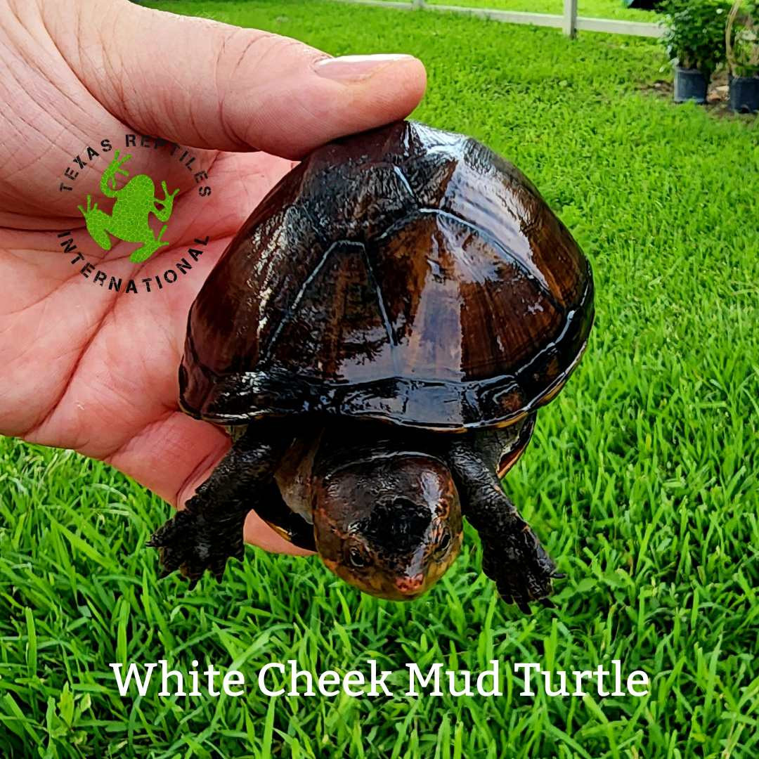 Turtles and Tortoises - Turtles - Texas Reptiles International