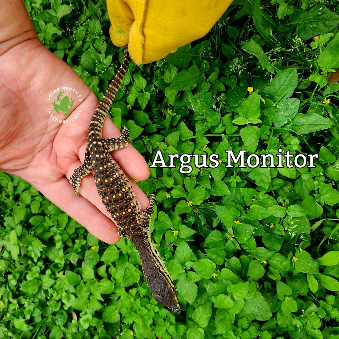 Lizards - Monitors - Texas Reptiles International