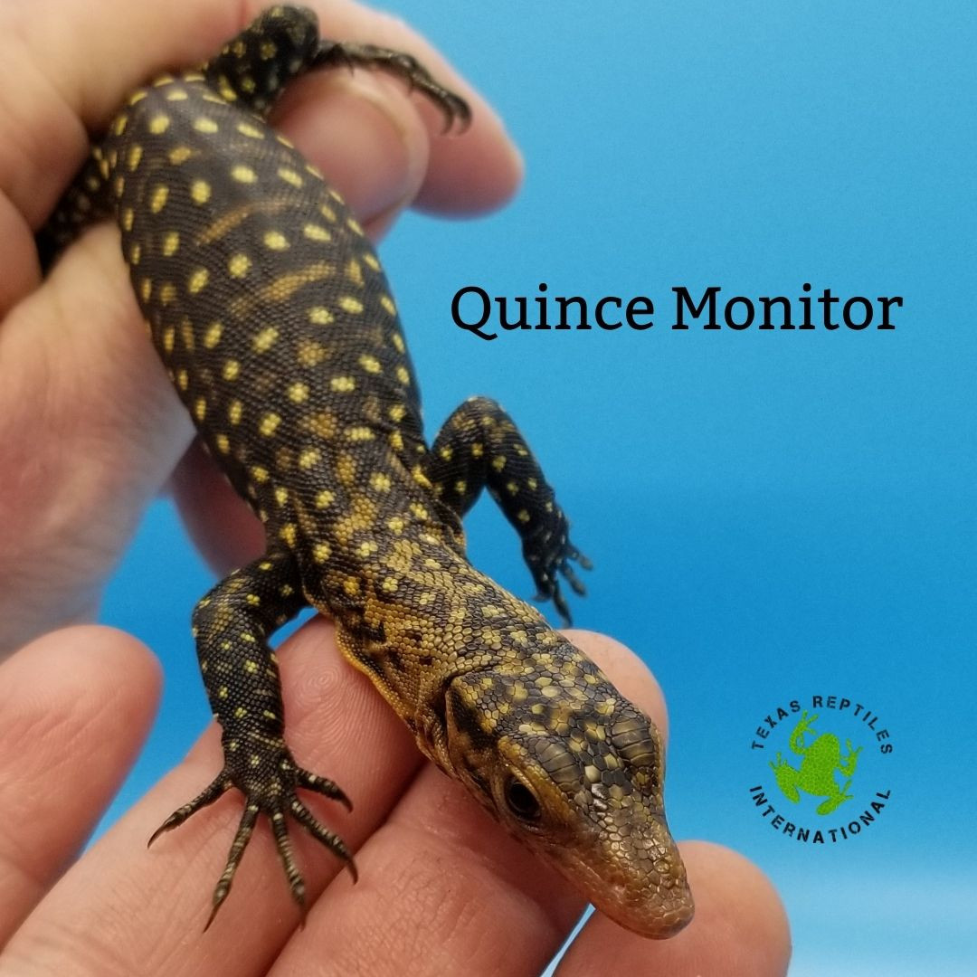 Lizards - Monitors - Texas Reptiles International