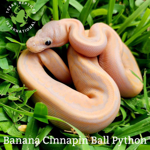 Snakes - Ball Python Morphs - Page 1 - Texas Reptiles International