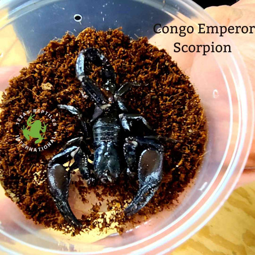 Bugs and Spiders - Scorpions, Centipedes, Etc - Texas Reptiles ...