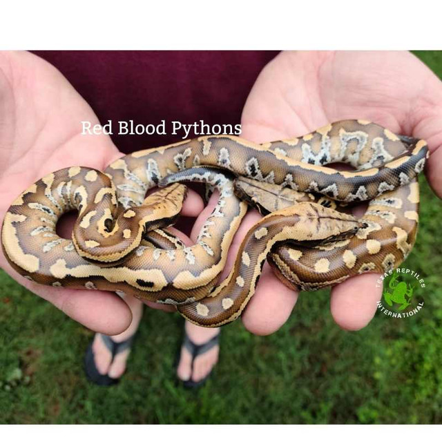Snakes - Pythons - Texas Reptiles International