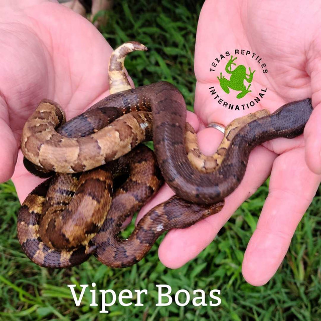 Snakes - Boas - Texas Reptiles International