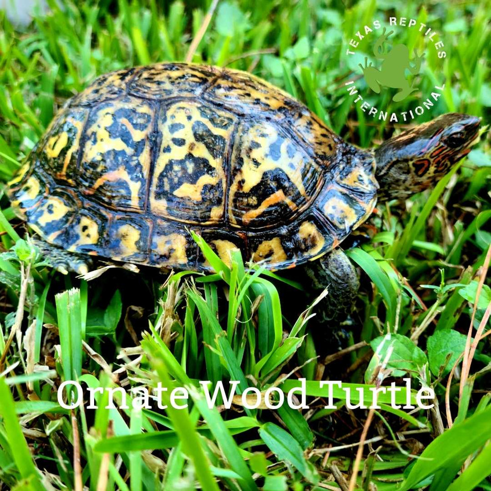 Texas Reptiles International