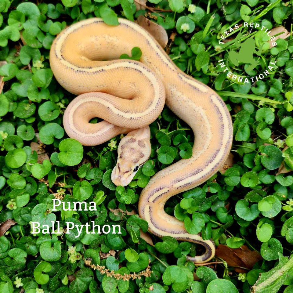 Snakes - Ball Python Morphs - Texas Reptiles International