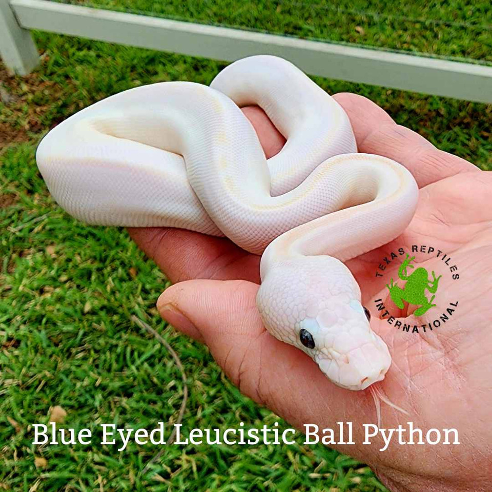 Snakes - Ball Python Morphs - Page 1 - Texas Reptiles International
