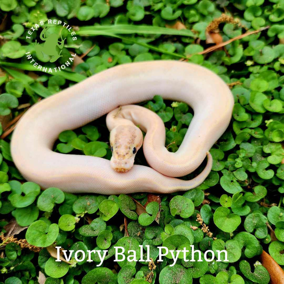 Snakes - Ball Python Morphs - Texas Reptiles International