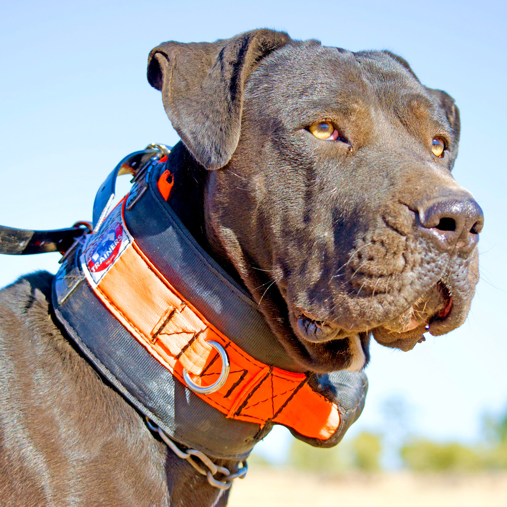 DMT Garmin Pig Hunting Tracking Collar Protecotr - Large Rip collar
