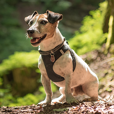 DogMaster Australia | Dog Training Collars & Equipment