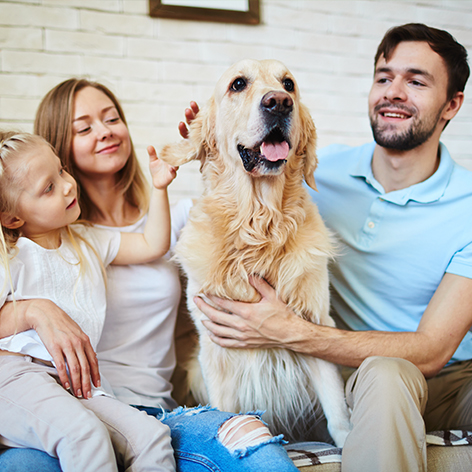 How to pick the best dog for you and your family - Dogmaster Australia