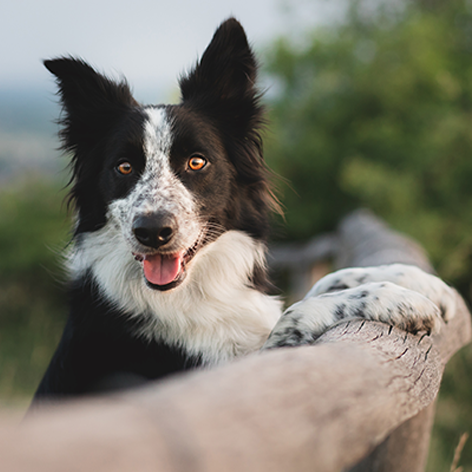 How to set up a containment fence at home - Dogmaster Australia