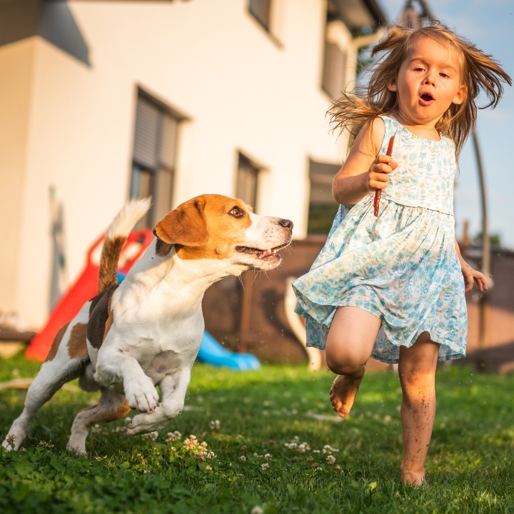 How To Create A Dog-friendly Backyard - Dogmaster Australia