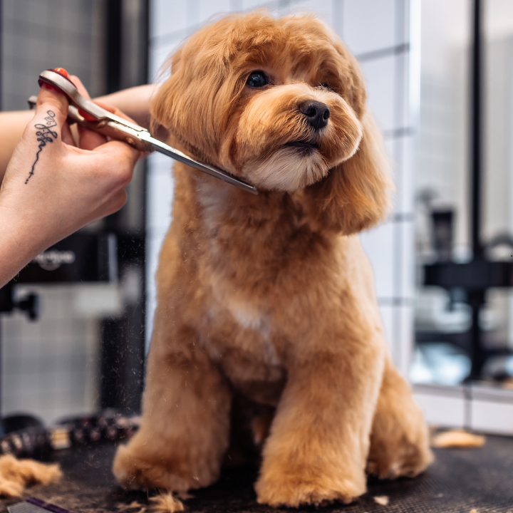 The Importance of Dog Grooming - Dogmaster Australia