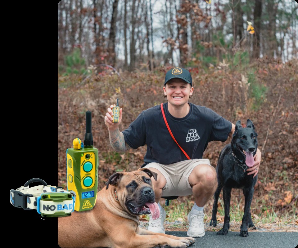 The Dogtra Story — A Legacy of Innovation in Dog Training - Dogmaster ...