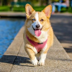How To Train A Dog Off Leash - Dogmaster Australia