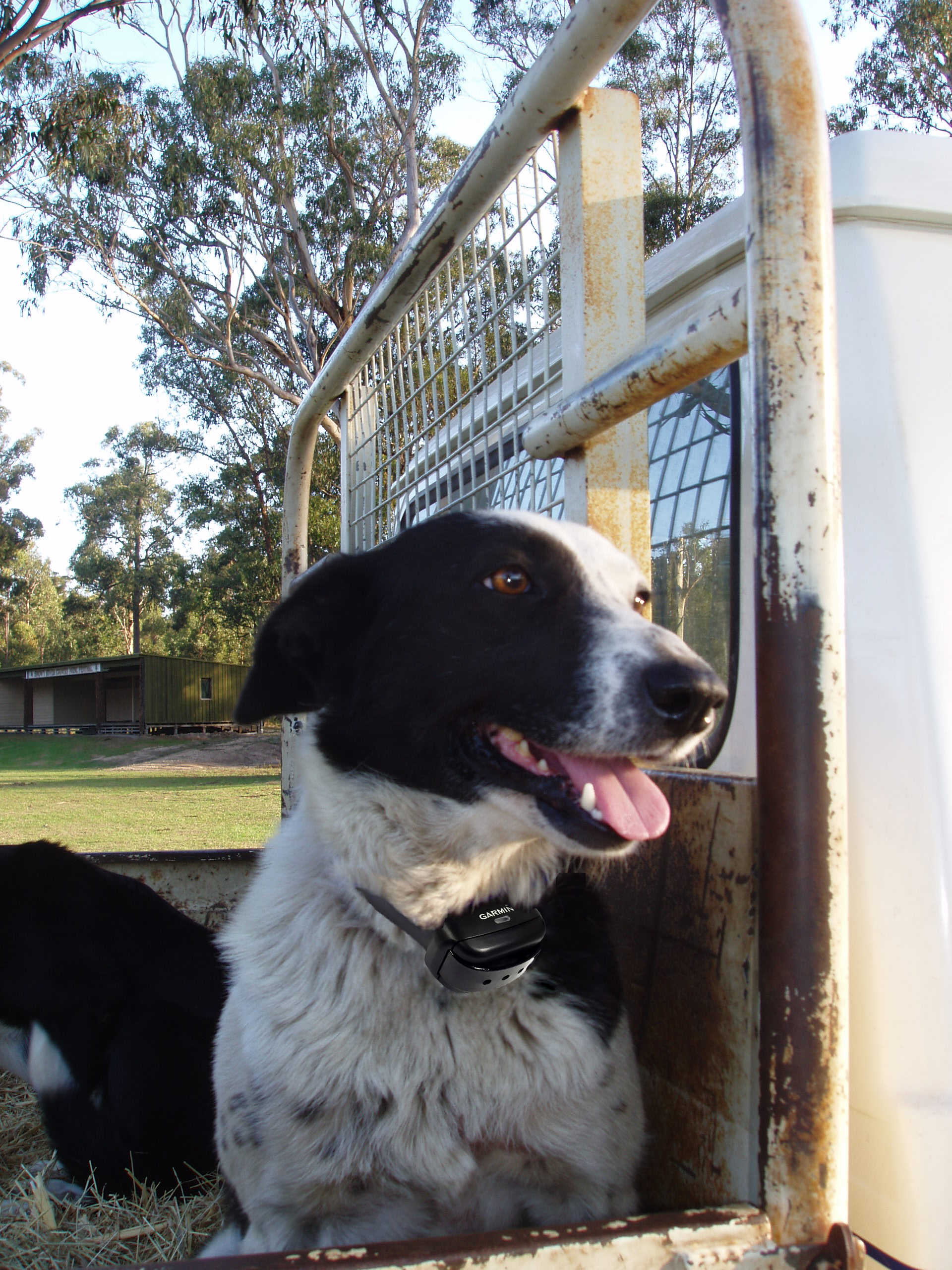 Working v's Companion - Dog training collars - Dogmaster Australia