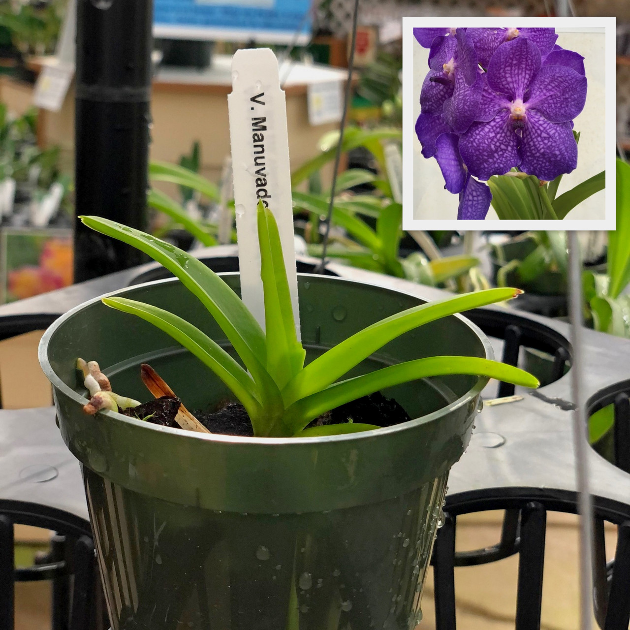 Vanda manuvadee x sib (Plant Only-3" Pot) - Akatsuka Orchid Gardens