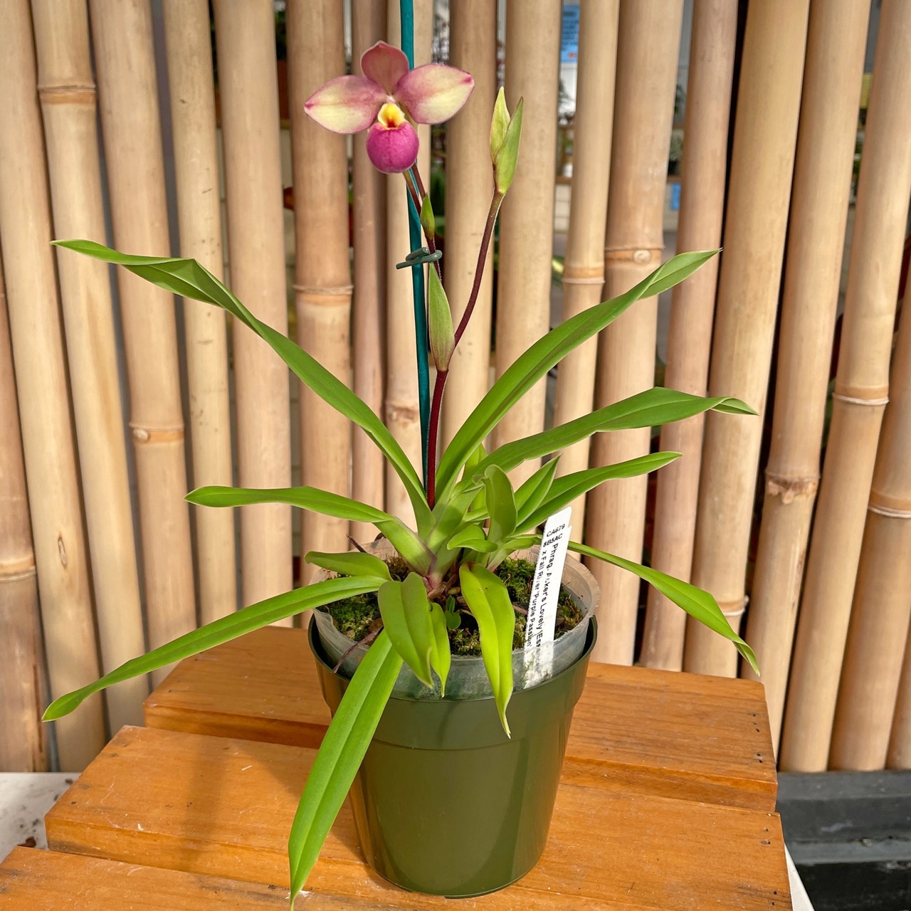 Phrag. Acker's Lovely 'Essence' x Fall River 'Purple Passion ...