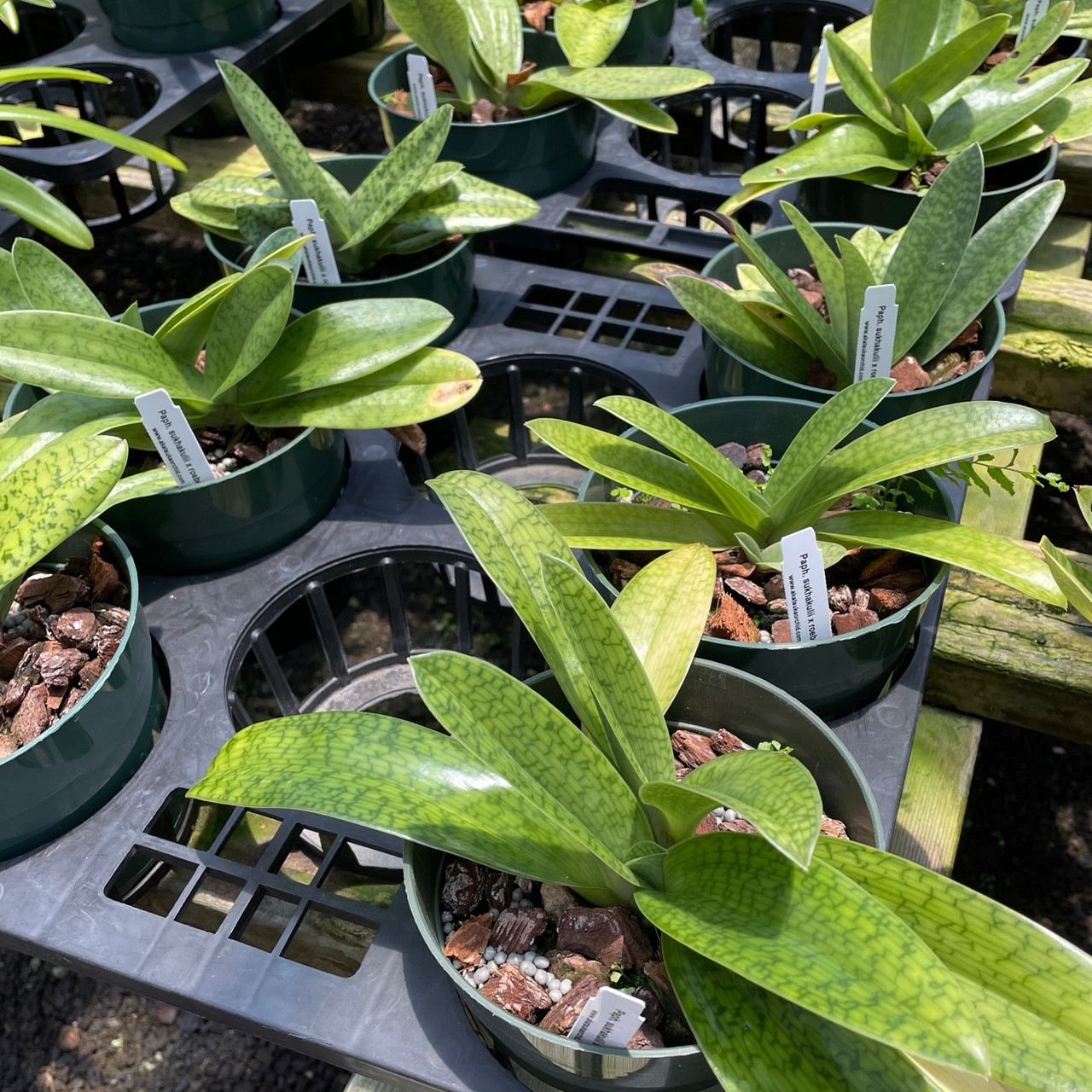 Paph. sukhakulii x roebbelinii (5.5" Pot-Plant Only) - Akatsuka Orchid Gardens