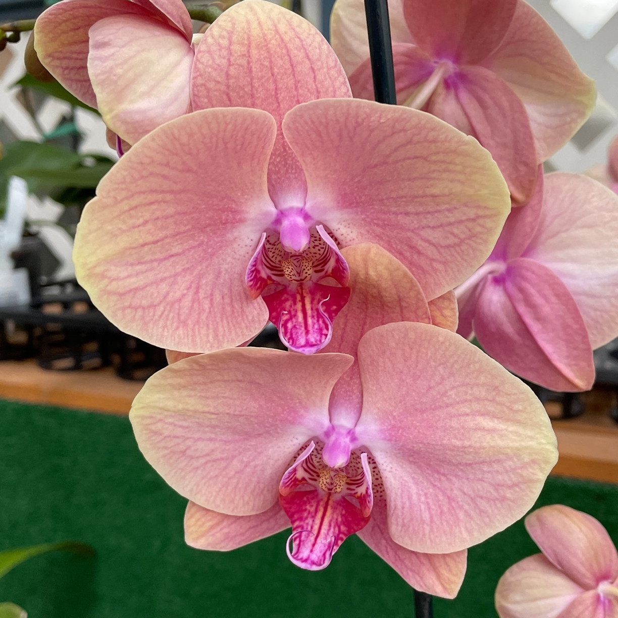 Phal. Midsummer Night (Low Spike - Leaf Heat Damage) - Akatsuka Orchid ...
