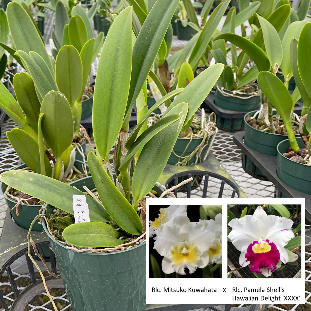 Rlc. Mitsuko Kuwahata x Rlc. Pamela Shell's Hawaiian Delight 'XXXX ...