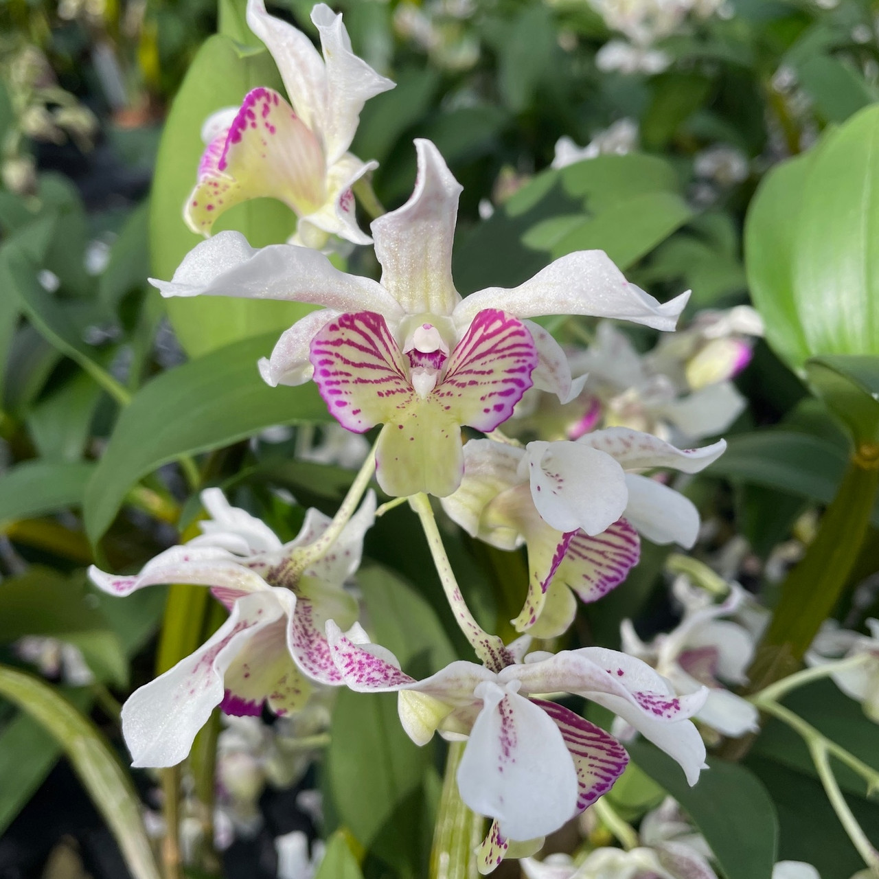 Den. Nora Tokunaga x Micro Chip (OPEN BLOOMS) - Akatsuka Orchid Gardens