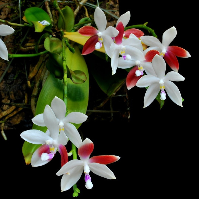 Phal. tetraspis 'C1' (Not Blooming) - species/mini - Akatsuka Orchid ...