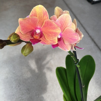 Phal. Grazia (Mini Phal) - Akatsuka Orchid Gardens