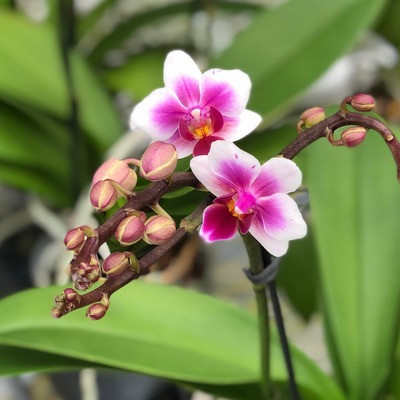 Phal. Sweetheart (Mini Phal) - Akatsuka Orchid Gardens