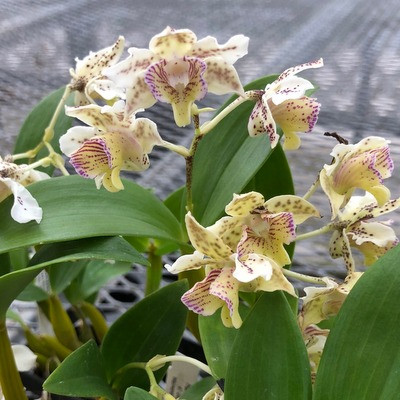 Den. Micro Chip x normanbyense (2" Pot) - Akatsuka Orchid Gardens