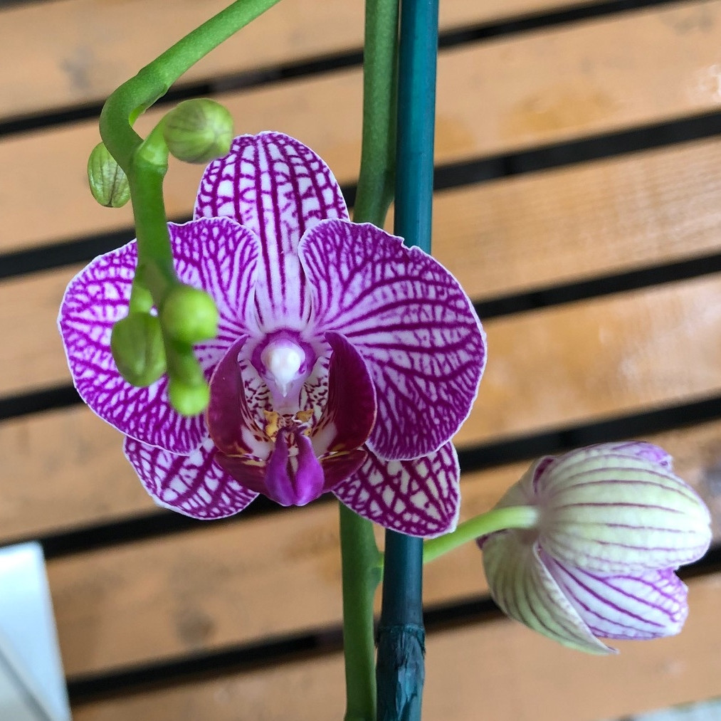 Phal. Valley Buzz (Mini Phal) - Akatsuka Orchid Gardens