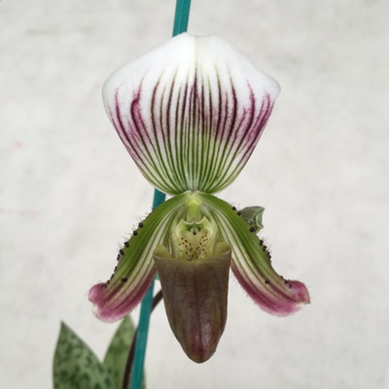 Paph. callosum x sib - Akatsuka Orchid Gardens