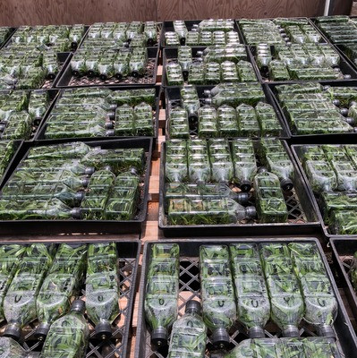 Rlc. Blanche Aisaka 'Volcano Queen' x Rlc. Pamela Shell's Hawaiian ...