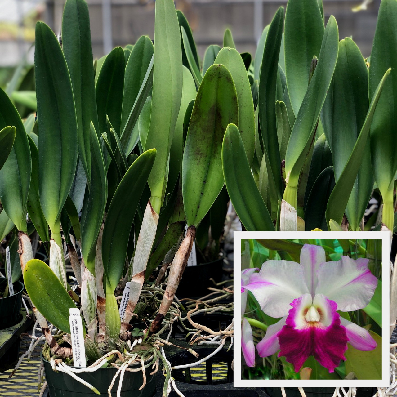 Rlc. Madame Edith Bongo 'Siam' (Plant Only) - Akatsuka Orchid Gardens