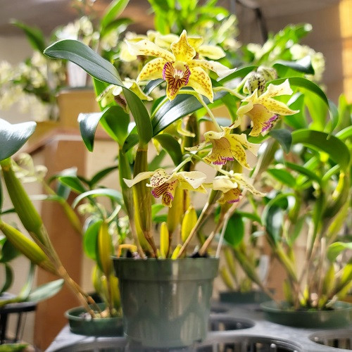 Den. Micro Chip x Little Atro (4" Pot -round) - Akatsuka Orchid Gardens