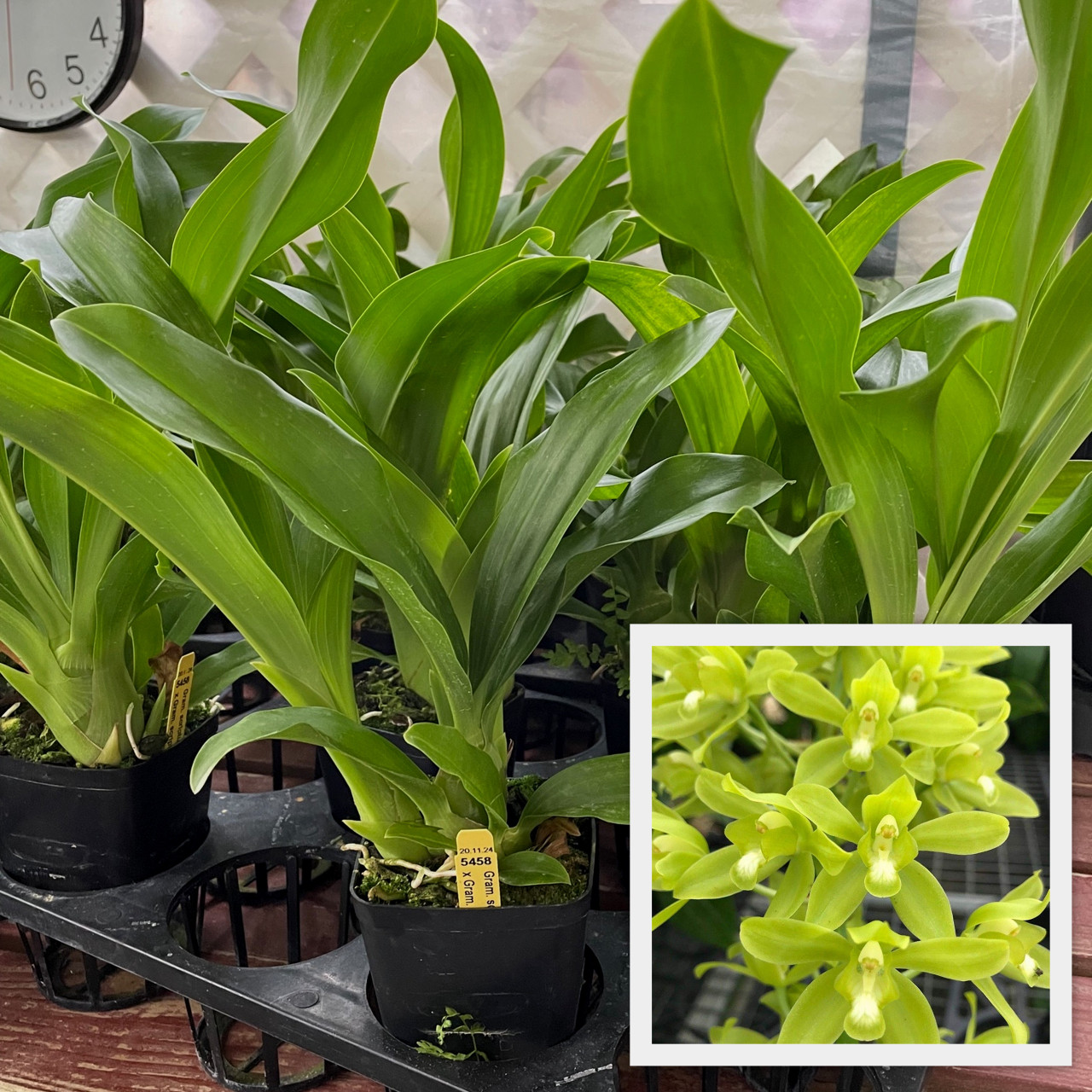 Gram. scriptum 'JF3623' x Gram. scriptum citrinum 'Hihimanu' (Plant ...